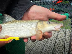 barbeau-lors-dun-stage-de-peche-au-feeder - Manu Bizel moniteur guide ...